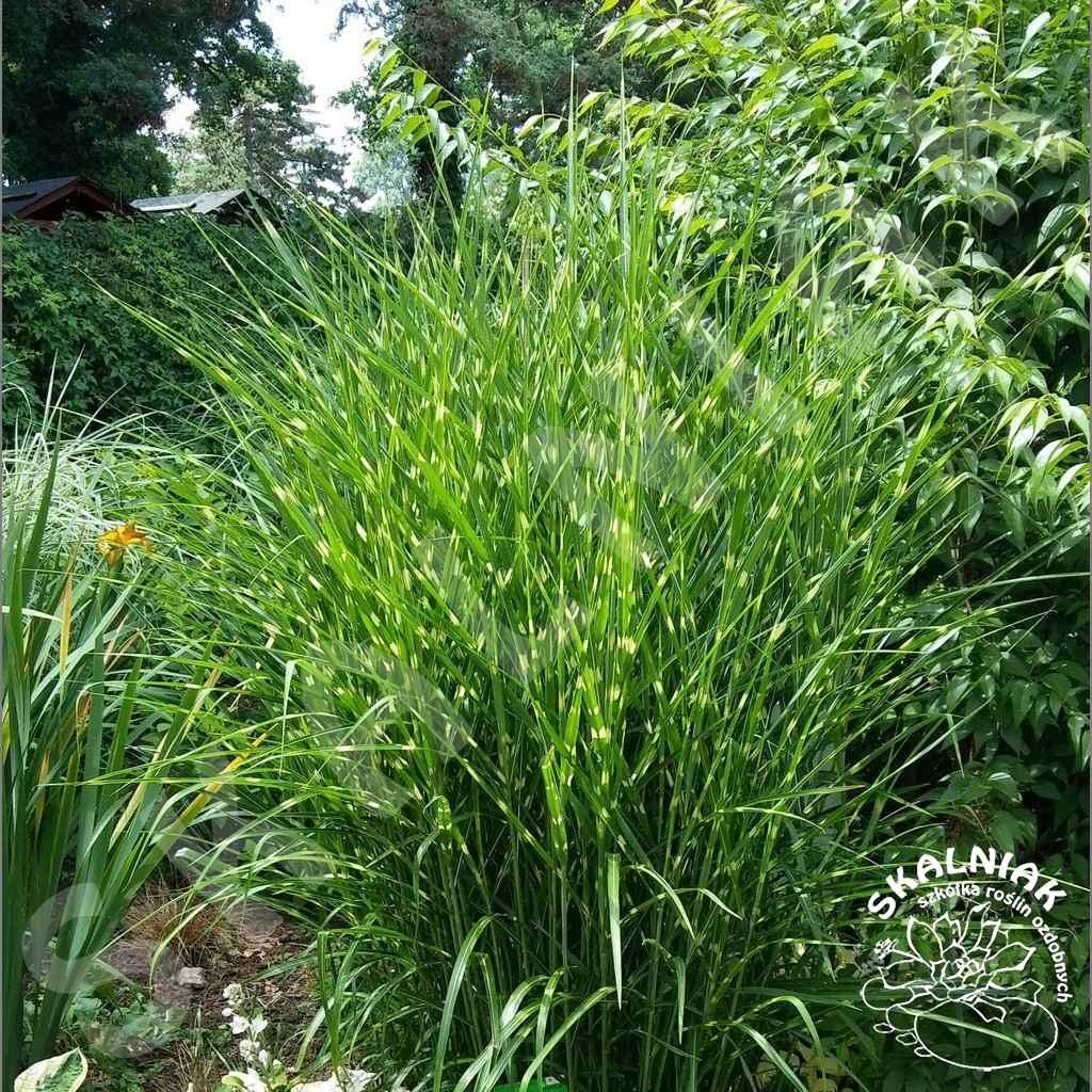 Miskant chiński 'Zebrinus' • Szkółka Skalniak